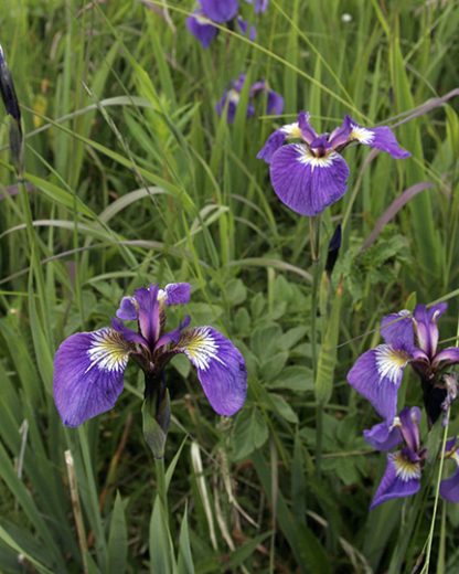 Iris setosa - Nora's Perennials
