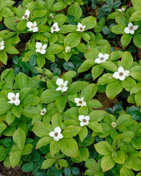 Native Alaska Plants | Nora's Perennials