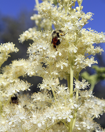 Filipendula vulgaris - Nora's Perennials